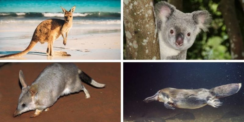 How to see amazing Australian animals in Queensland