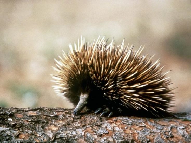 Tasmania animal guide (plus 14 best places to find them)