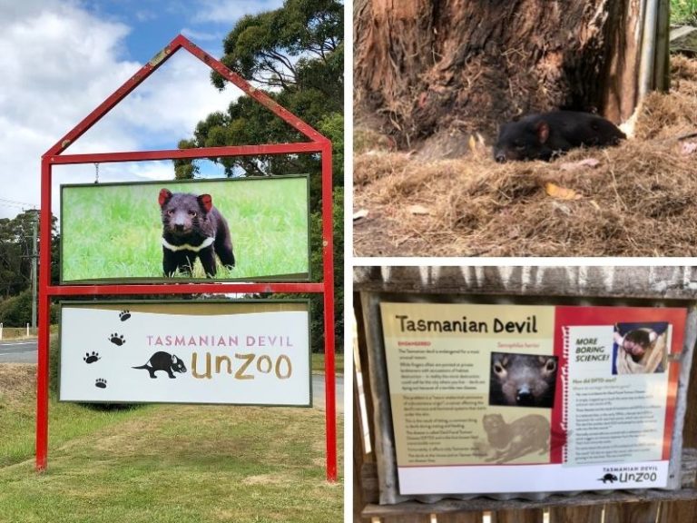 Tasmania animal guide (plus 14 best places to find them)